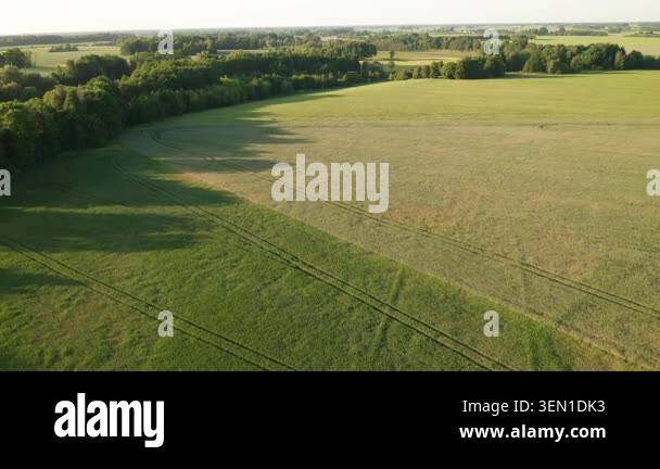 Field of cereal with uneven growth lines. Aerial drone view Stock Video ...