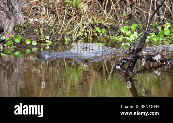 Wild American alligator gliding through calm swamp water surrounded by ...