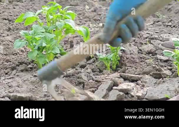 Gardener weeding dry soil and pulling weeds around young potato plants ...
