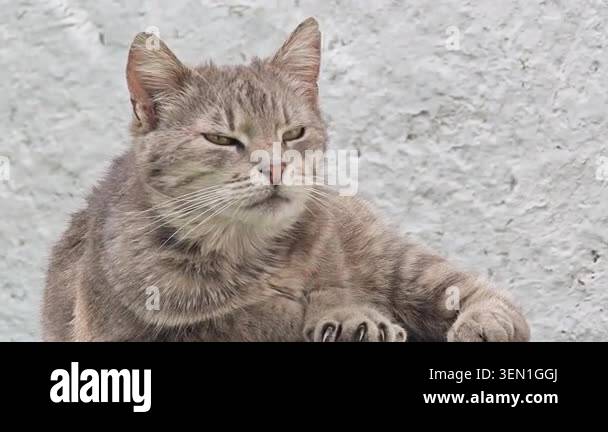 Close up of a cute grey tabby cat lying relaxed against a white wall ...