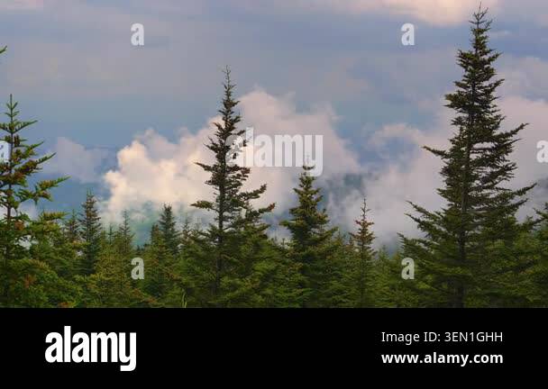 Lush forest on mountain hills in North Carolina. Summertime landscape ...