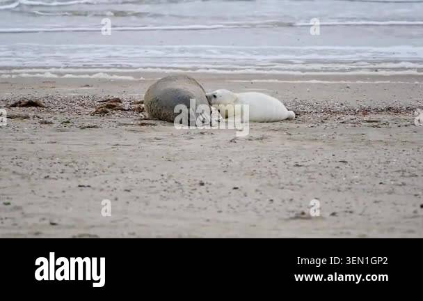 Mother Seal Milking Her Pup Resting On Sandy Shore With Ocean Waves In ...