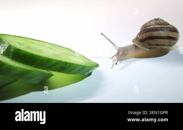 Close up video of a snail crawling towards sliced cucumbers on white ...