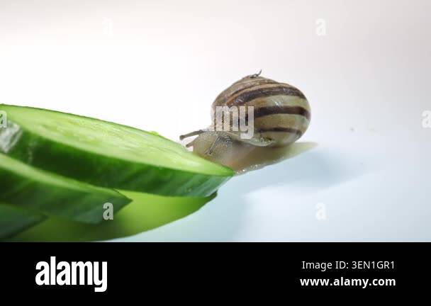 Close up video of a snail crawling towards sliced cucumbers on white ...