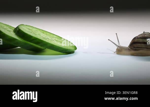 Close up video of a snail crawling towards sliced cucumbers on white ...