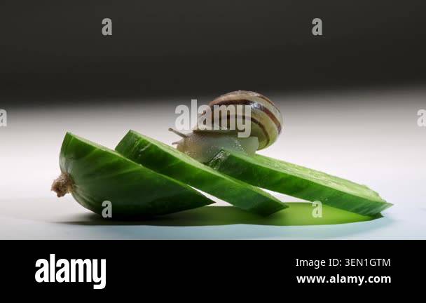 Close up video of a snail crawling towards sliced cucumbers on white ...