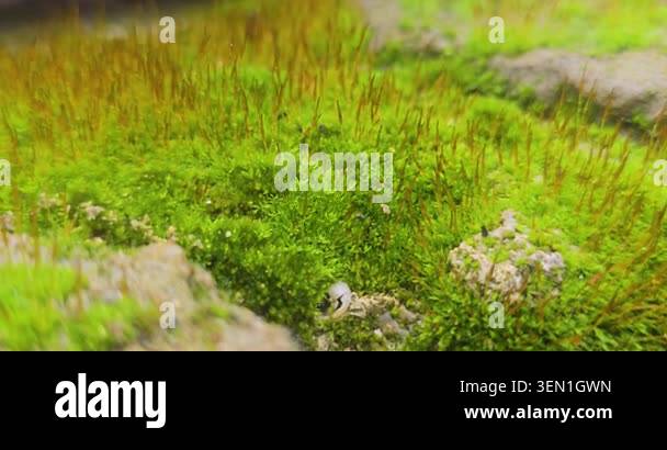 closeup moss on stone background texture Stock Video Footage - Alamy