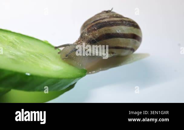 Close up video of a snail crawling towards sliced cucumbers on white ...