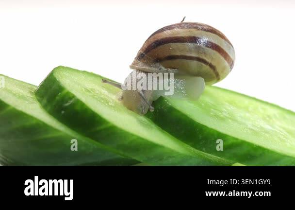 Close up video of a snail crawling towards sliced cucumbers on white ...