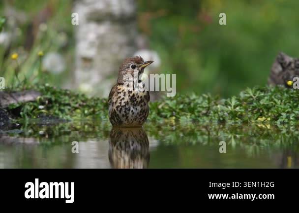 Small Brown Mockingbird Bathing In Shallow Water With Green Forest ...