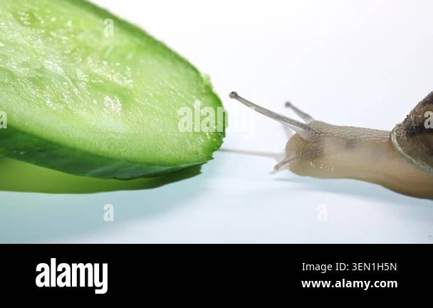 Close up video of a snail crawling towards sliced cucumbers on white ...