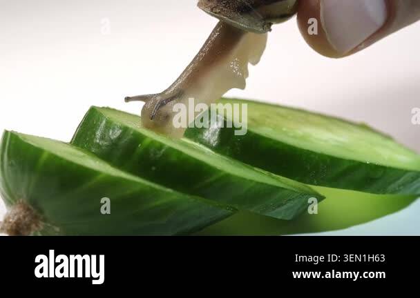 Close up video of a snail crawling towards sliced cucumbers on white ...