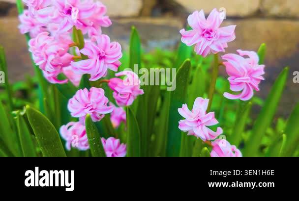 spring, hyacinth flowers in the garden Stock Video Footage - Alamy