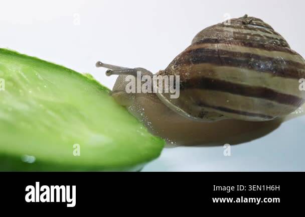 Close up video of a snail crawling towards sliced cucumbers on white ...