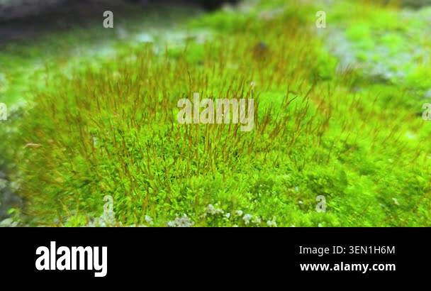closeup moss on stone background texture Stock Video Footage - Alamy