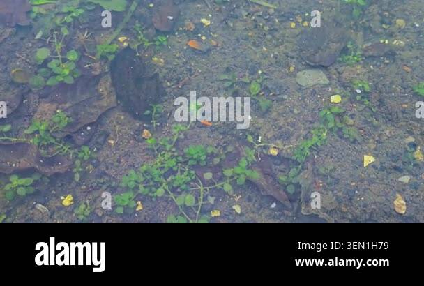 rain drops on the water, closeup Stock Video Footage - Alamy