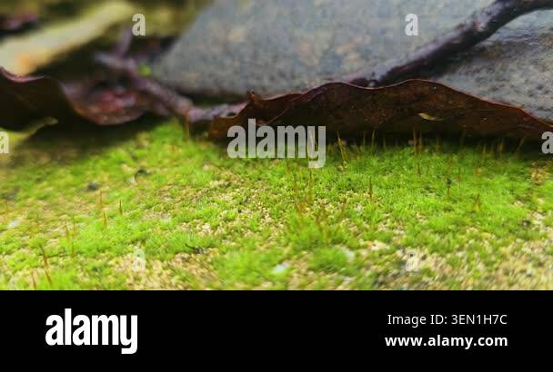 closeup moss on stone background texture Stock Video Footage - Alamy