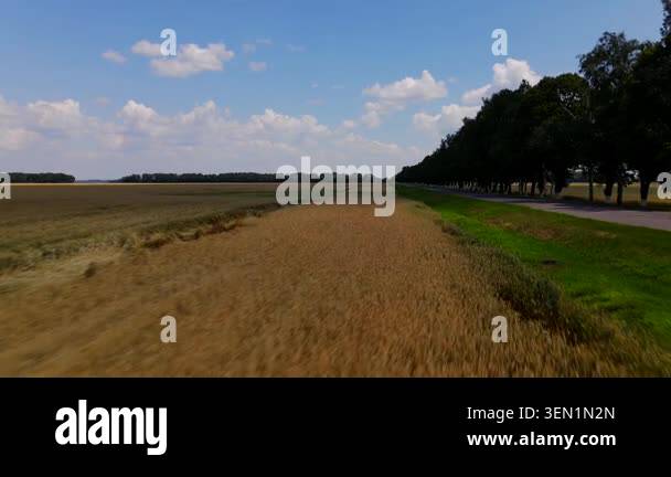 Flying over a wheat field near a beautiful country road between tall ...