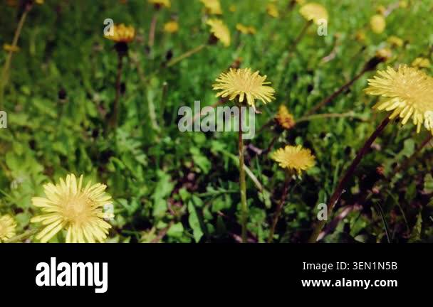 Scattered Dandelions in Field Yellow Flowers Summer Panning Video Stock ...