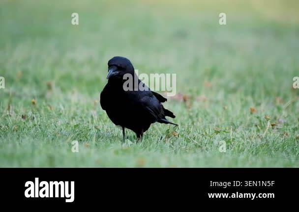 Crow Walking in Evening Light Green Grass Black Bird Video Stock Video ...