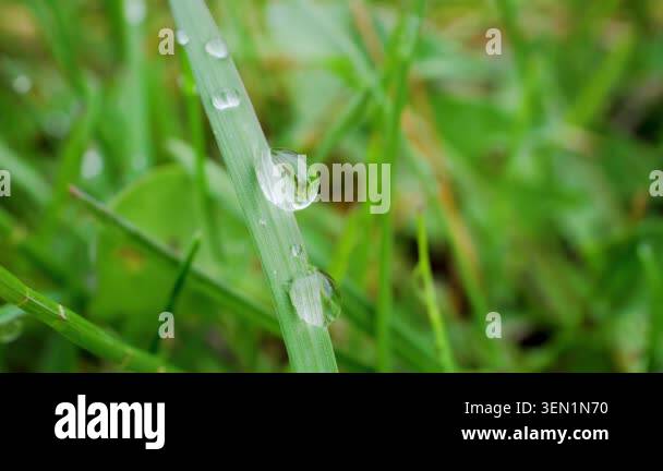 Raindrop on Blade of Grass Macro Morning Dew Video Stock Video Footage ...