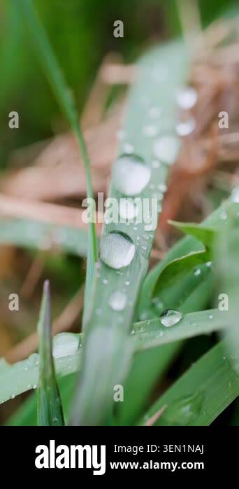 Raindrops on Blades of Grass Macro Rain Vertical Video Stock Video ...