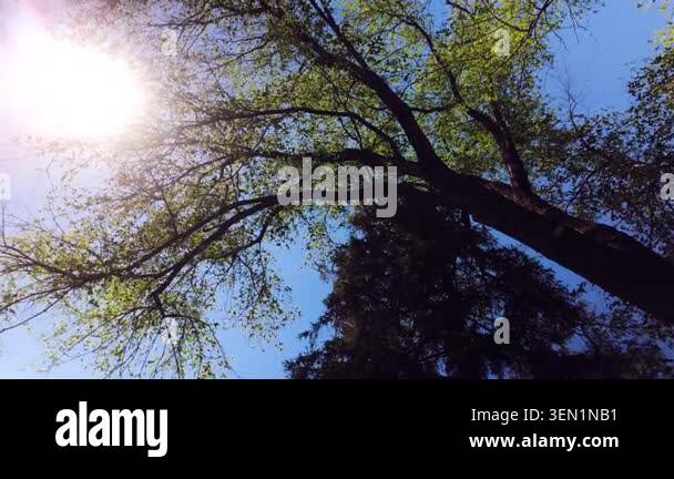 Hot Summer Sun Through Trees Blue Sky Nature Panning Video Stock Video ...