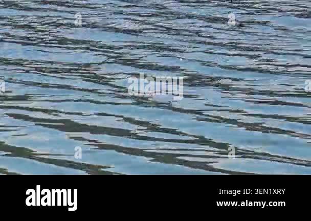 small fishing float moves among shimmering waves while sunlight ...