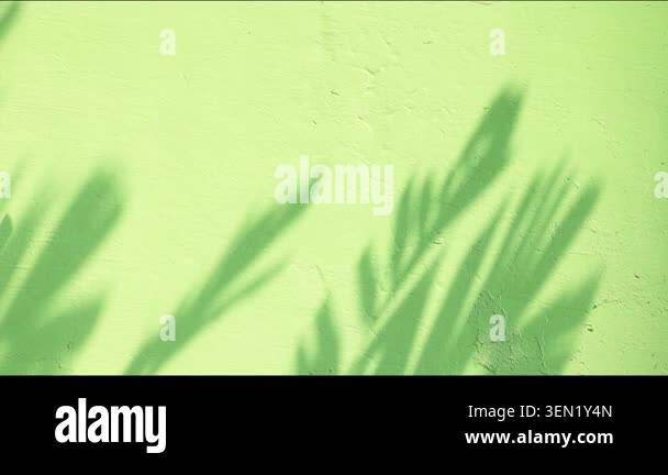 Tropical palm shadow moving on green textured wall sunlight decor ...