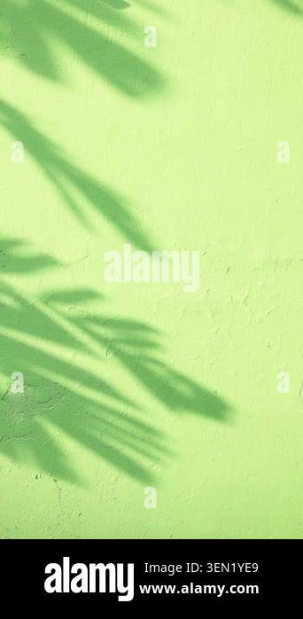Palm leaf shadow on green wall in warm sunlight tropical atmosphere ...
