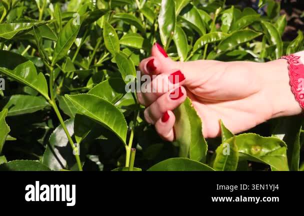 Close up hand picking tea leaves on green tea plantation in natural ...