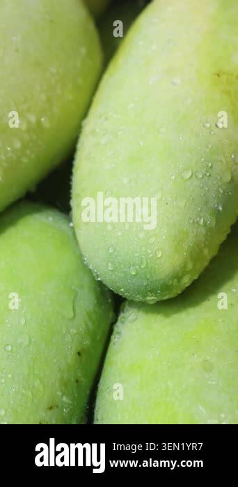 Fresh ripe mangoes on market display with natural tropical fruit ...