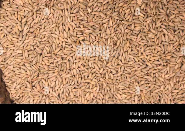 Abundant dry grain seeds forming natural agricultural harvest ...