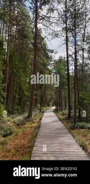 Aerial drone view of a wooden boardwalk through dense forest in Tinovul ...