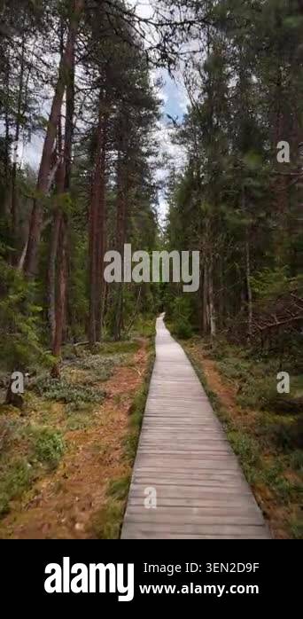 Aerial drone view of a wooden boardwalk through dense forest in Tinovul ...