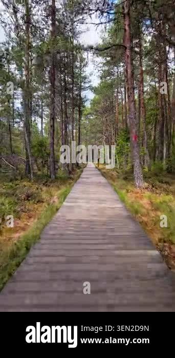 Aerial drone view of a wooden boardwalk through dense forest in Tinovul ...