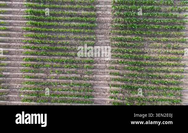 Drone footage ascending and rotating over a farm field with perfectly ...