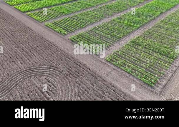 High angle view of agricultural experimental plots. Different crop ...