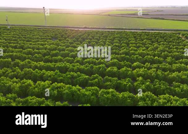 Beautiful aerial perspective of lush green citrus fruit trees in an ...