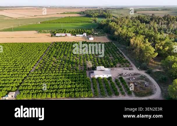 Aerial drone flying over lush green plantations and agricultural fields ...