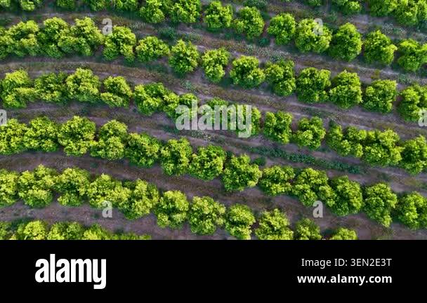 Top down aerial view flying over a vast orchard. Symmetrical rows of ...