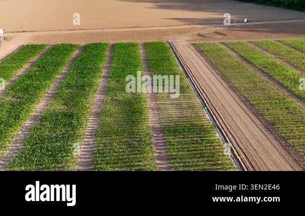 Overhead aerial view of experimental plots in an agricultural field ...