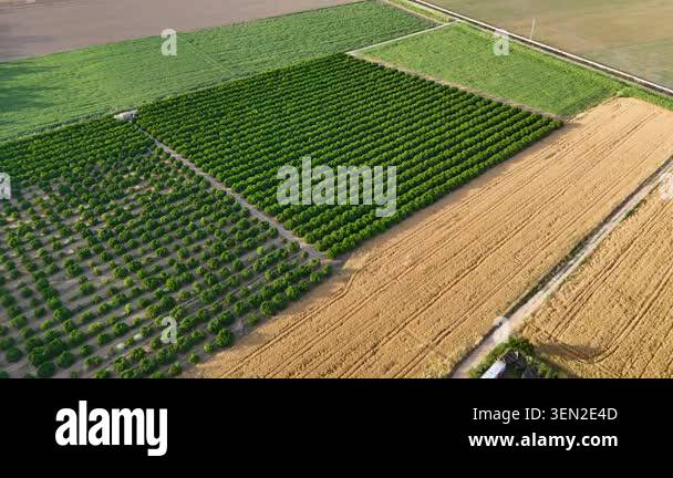 High angle drone view of diverse agricultural lands. Green orchards and ...