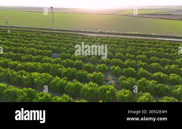Vast expanse of green agricultural fields, including a large orange ...