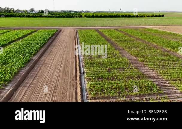 Aerial view of agricultural fields with different crops planted in neat ...