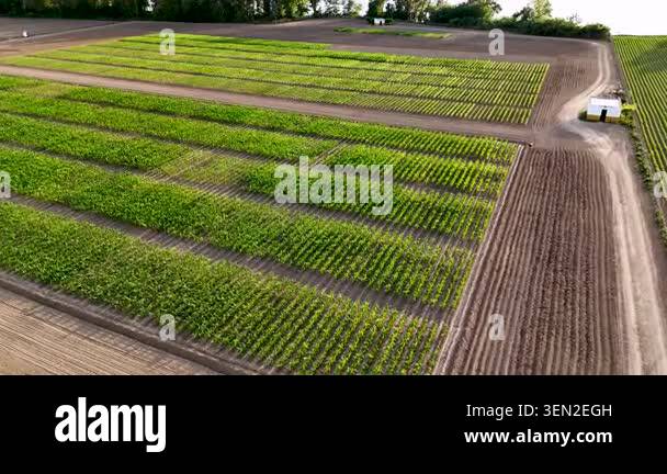 Drone footage flying over experimental agricultural plots with ...