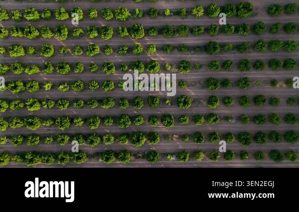 Aerial zenithal view of a fruit tree plantation and a dry wheat field ...