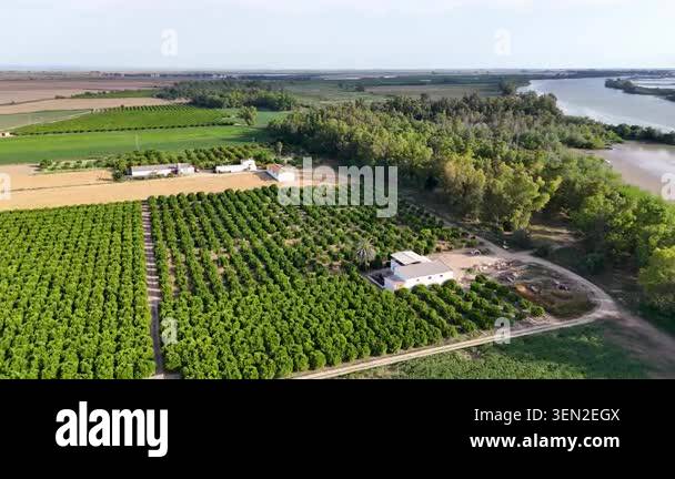 Aerial perspective slowly revealing extensive green citrus groves ...