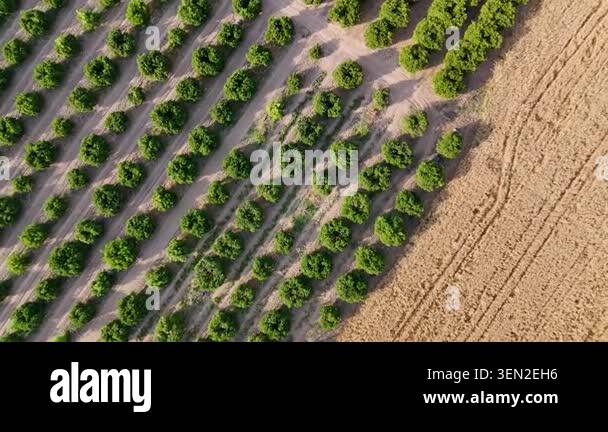 Drone's perspective flying above a vast plantation of orange trees ...