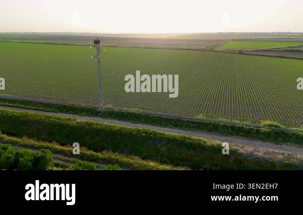 Picturesque aerial view of a white stork in its nest on an electricity ...